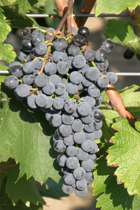 Cabernet Cortis :: Pivino